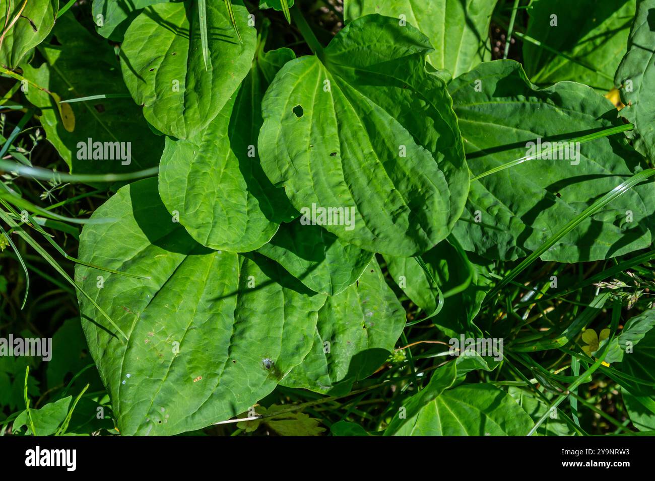 Greater Plantain, Waybread Plantago major tree and Thailand herb has ...