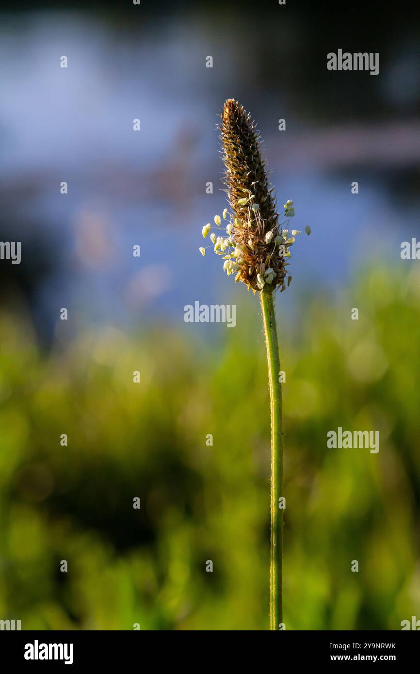 A close up of the wildflower Ribwort plantain, Plantago lanceolata ...