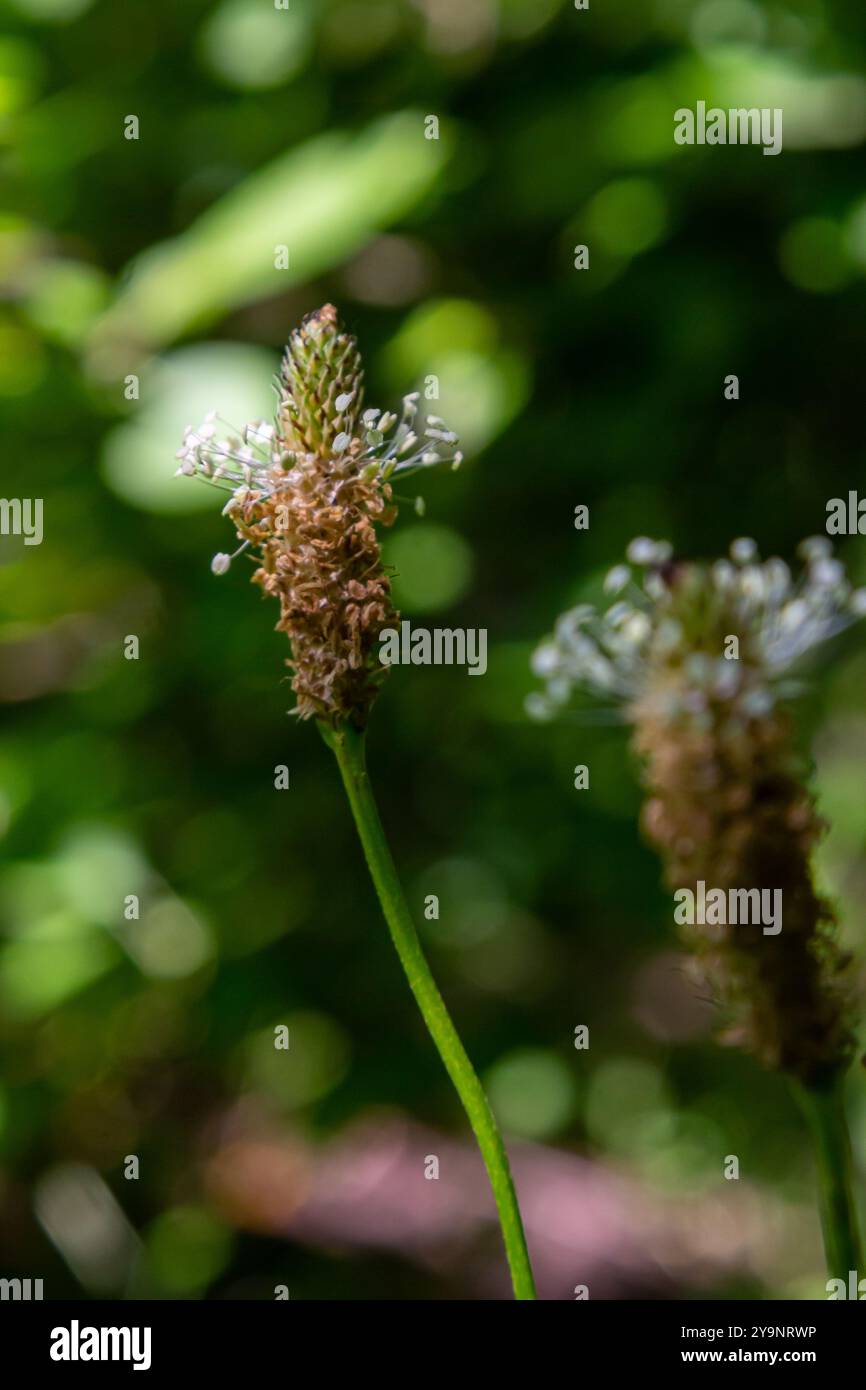A close up of the wildflower Ribwort plantain, Plantago lanceolata ...