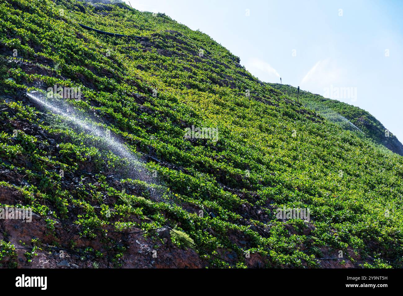 A lush hillside covered in green plants is being watered by sprinklers ...