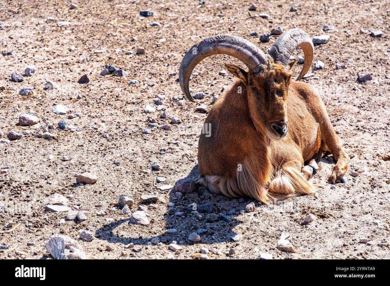 Barbary sheep, also known as a aoudad, is resting on the sand, with ...