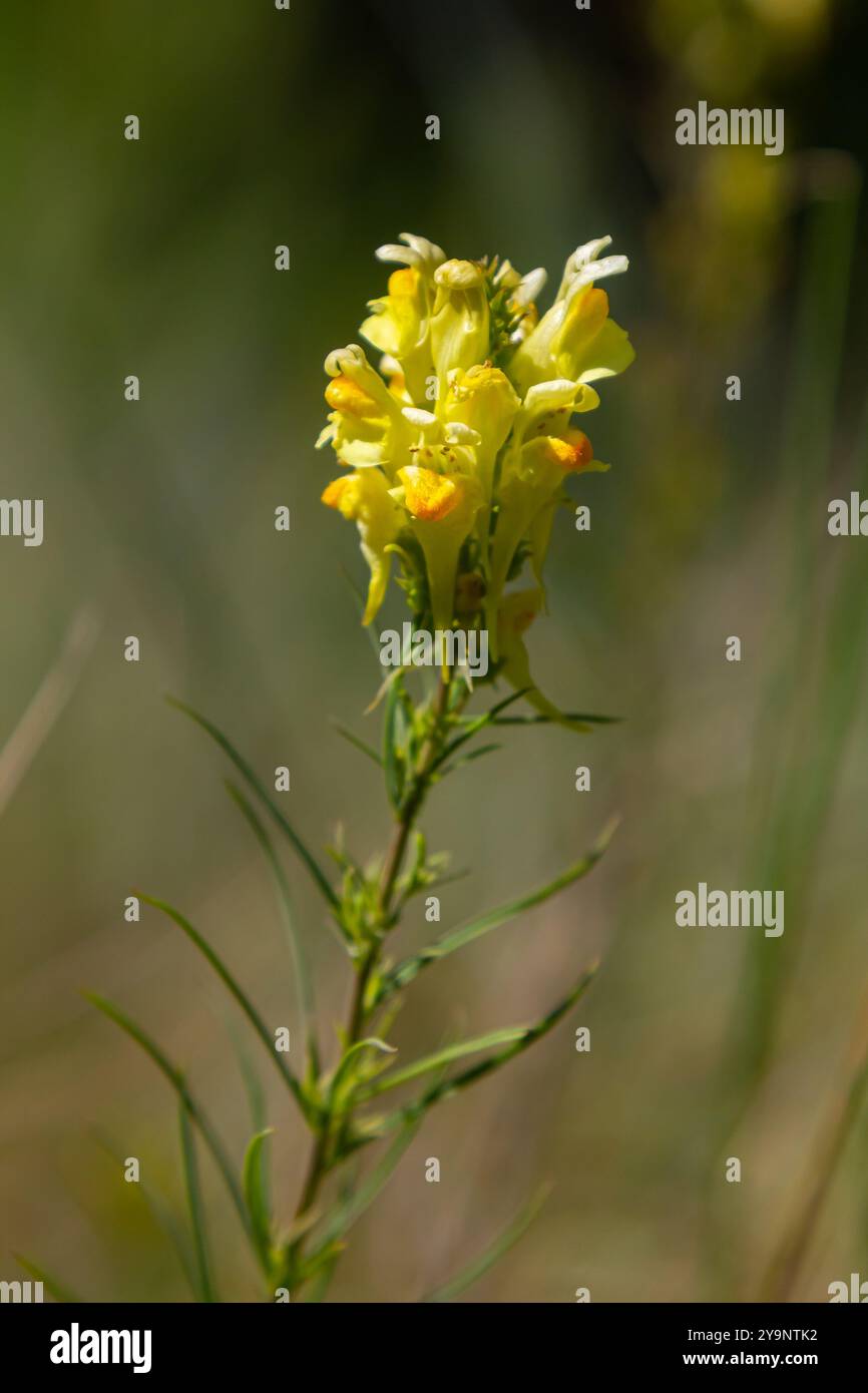 Flaxseed or wild snapdragon Linaria vulgaris is a medicinal herb ...