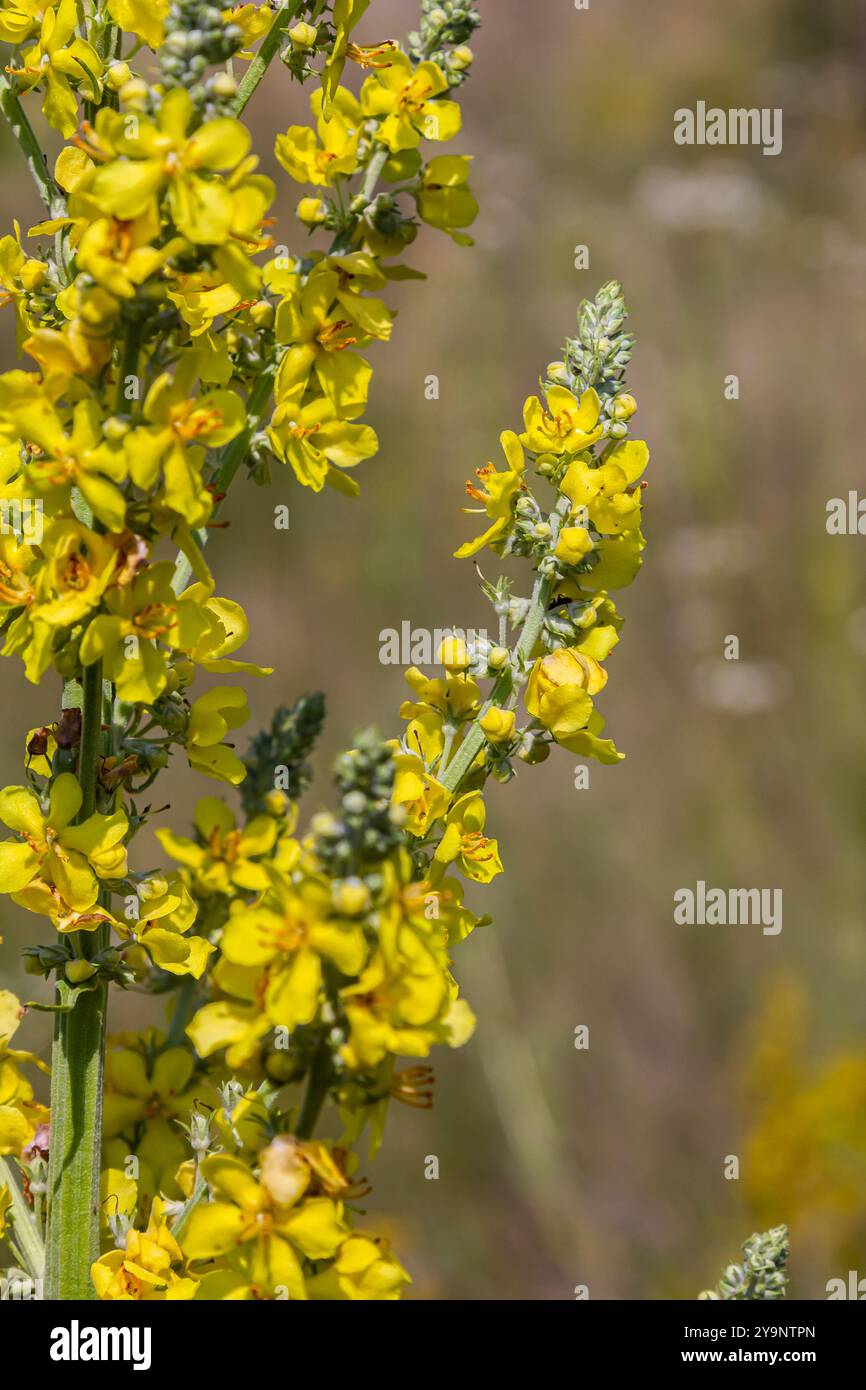 Common mullein - pale yellow flowers of verbascum nigrum plant, used as ...