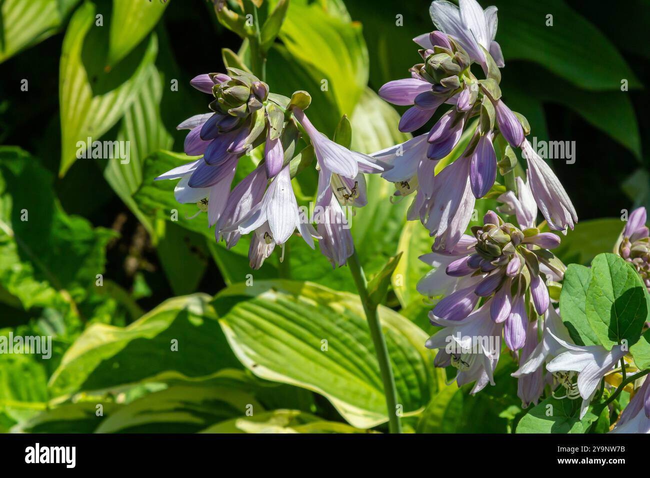 Hosta plantaginea. Hosta plant with delicate purple flowers and large ...