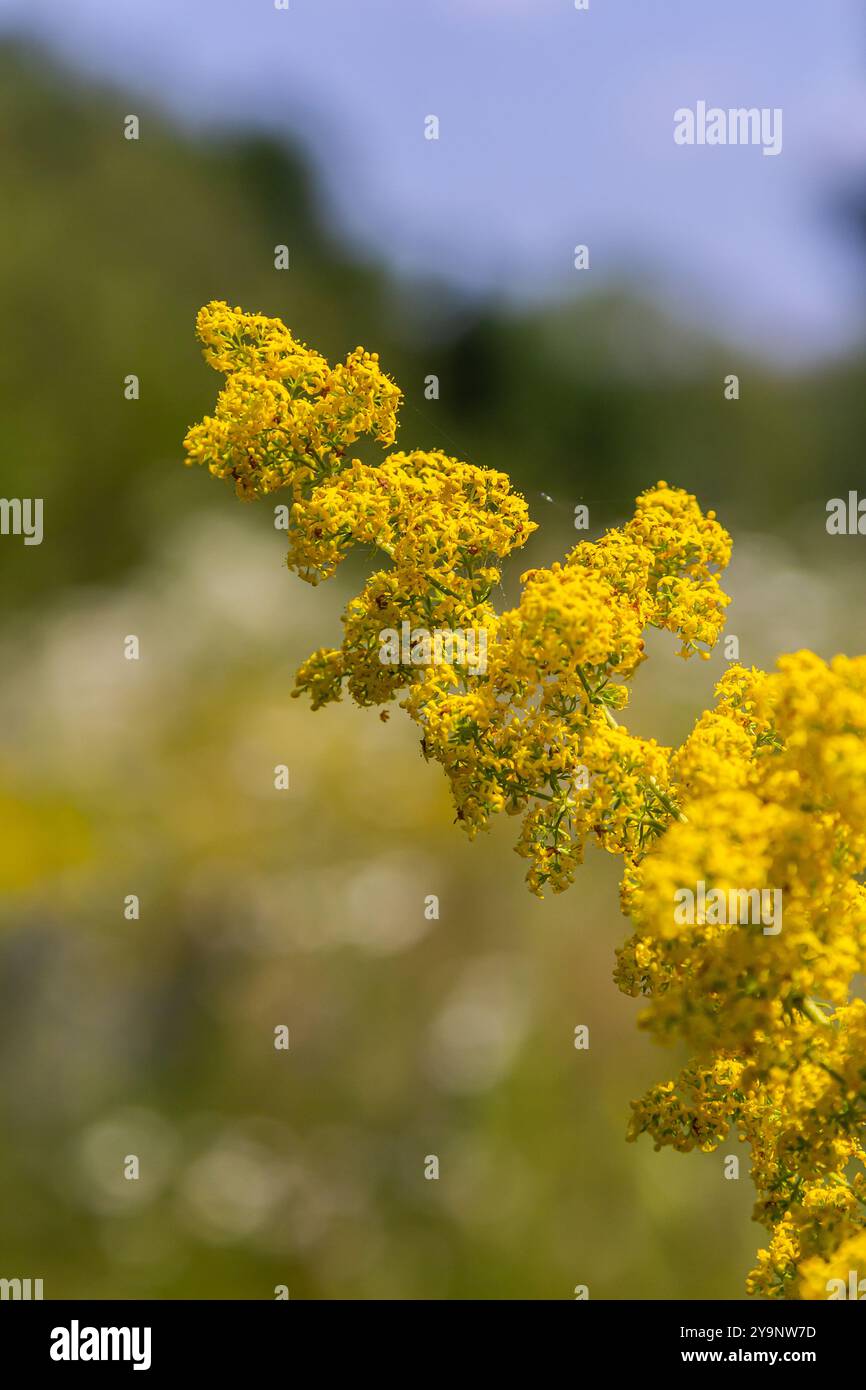 Closeup yellow flowers of lady's bedstraw, yellow bedstraw Galium verum ...