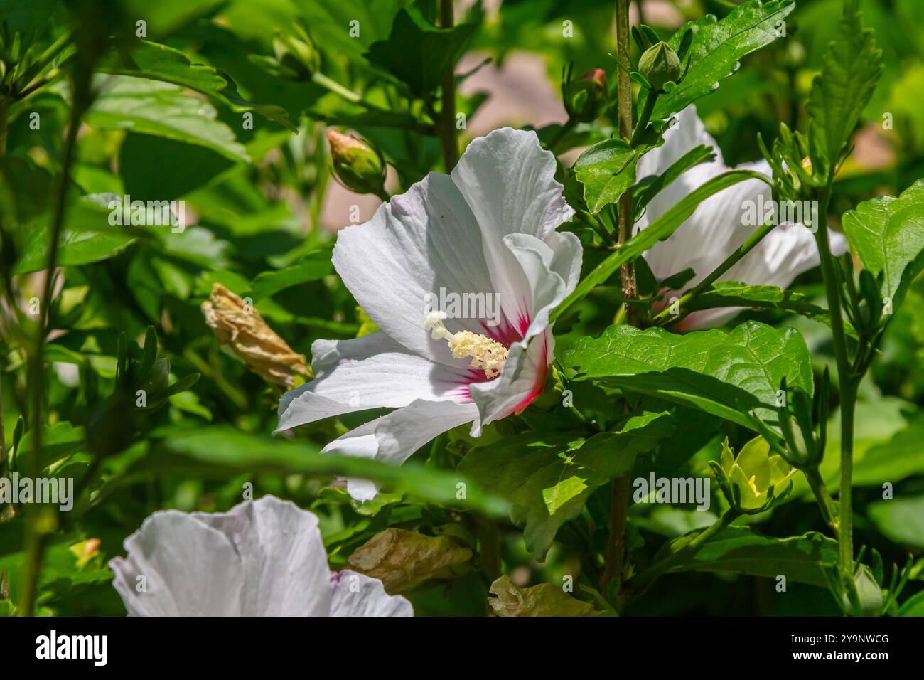 Two tender flowers of hibiscus syriacus Manuela in a sunny summer day ...