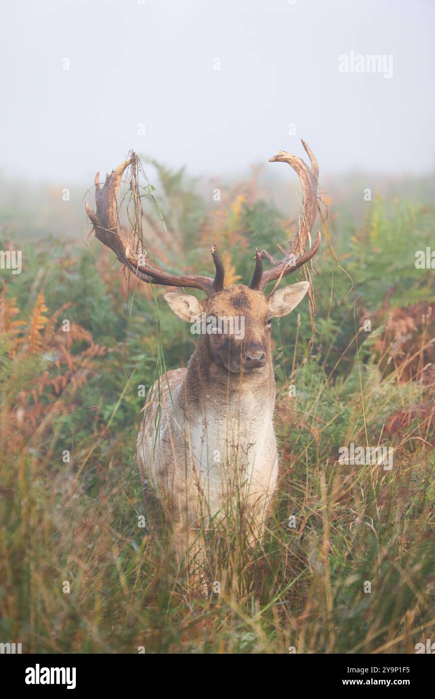 Richmond Upon Thames, London. Friday October 11th, 2024. A stag ...