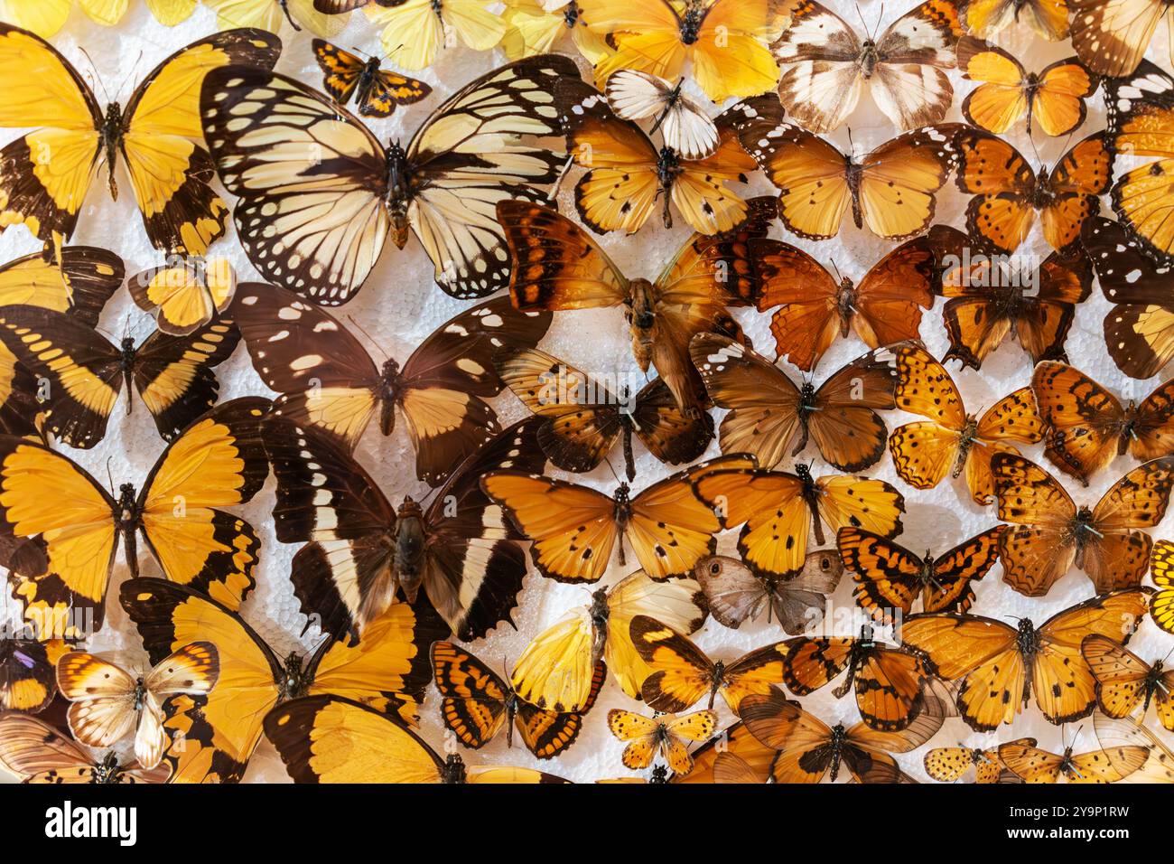 Orange butterfly wings. Pattern suitable for seamless print. Suitable ...