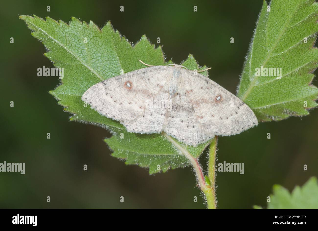 Geometridae geometrid moths hi-res stock photography and images - Alamy