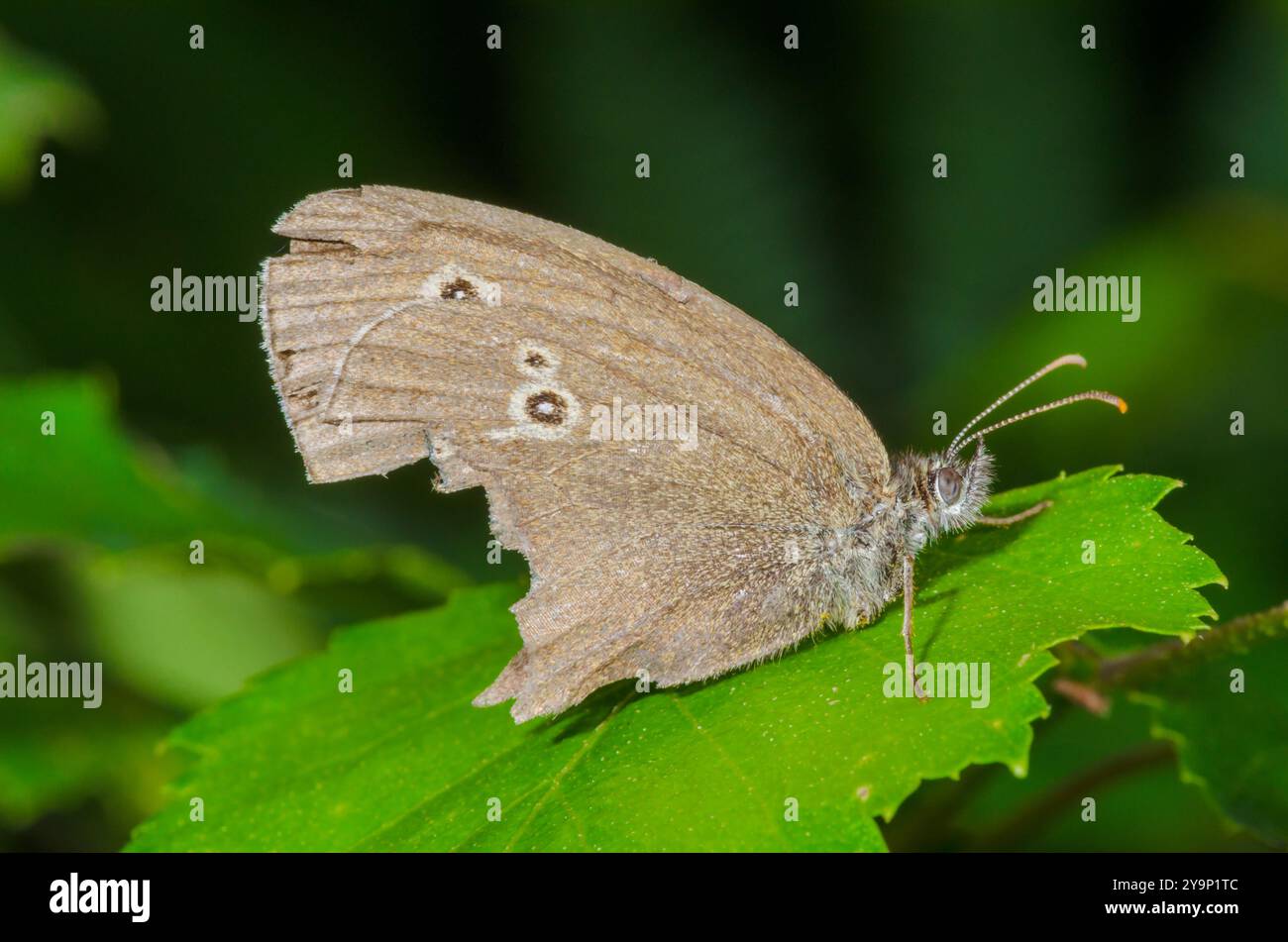 Bird attack survivor - Ringlet Butterfly (Aphantopus hyperantus ...