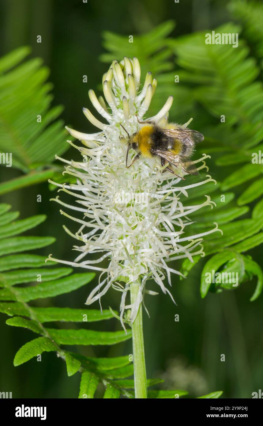Bumblebee pollinating rare Spiked Rampion flower (Phyteuma spicatum ...
