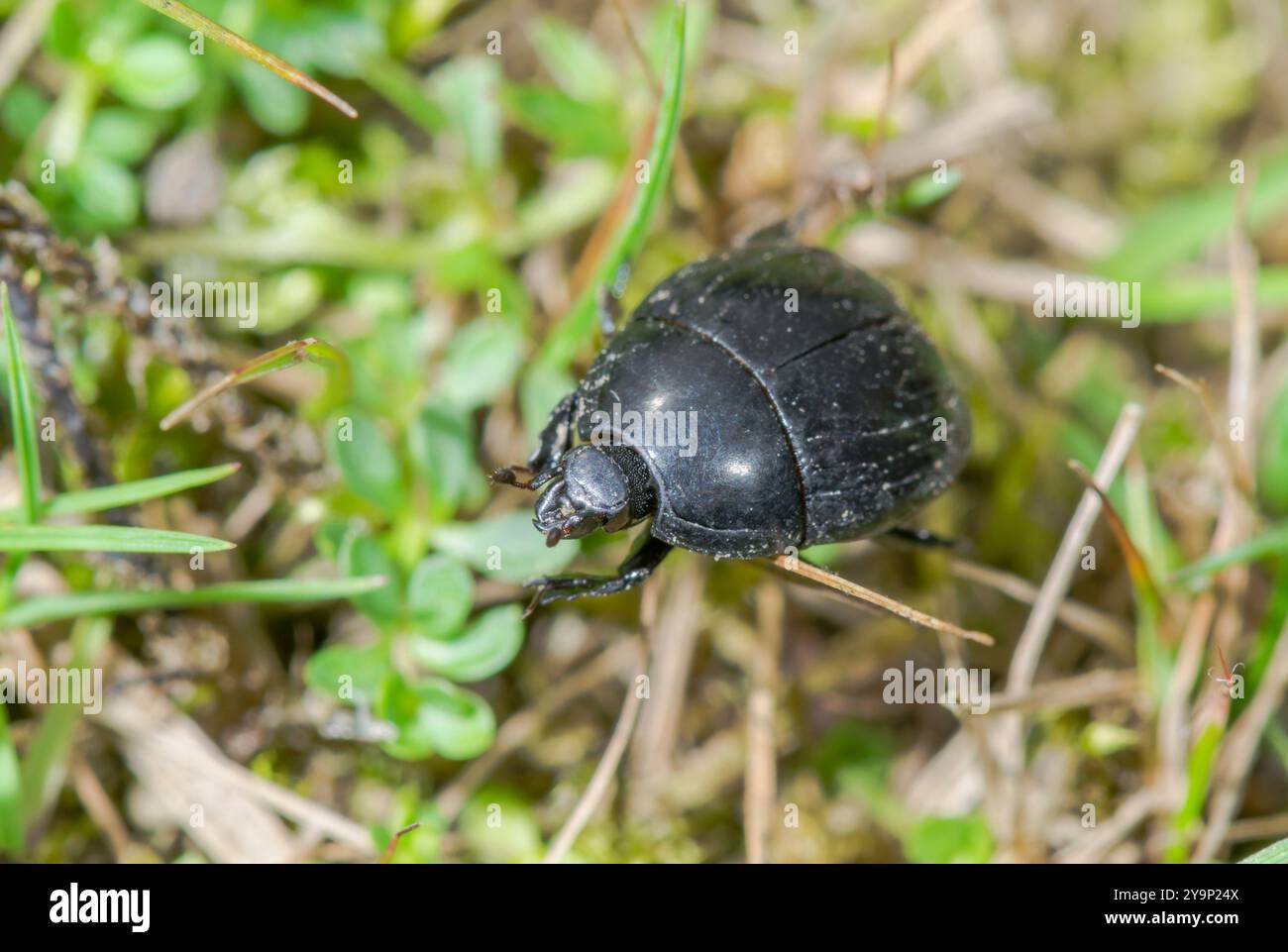 Common Clown Beetle (Hister unicolor). Histeridae. Sussex, UK Stock ...