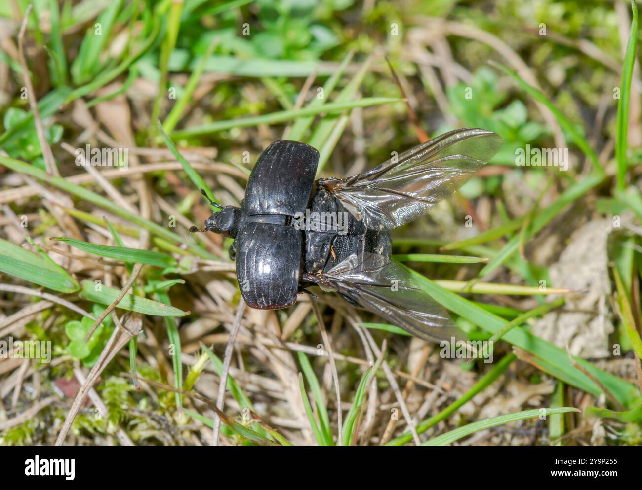 Common Clown Beetle taking flight (Hister unicolor). Histeridae. Sussex ...
