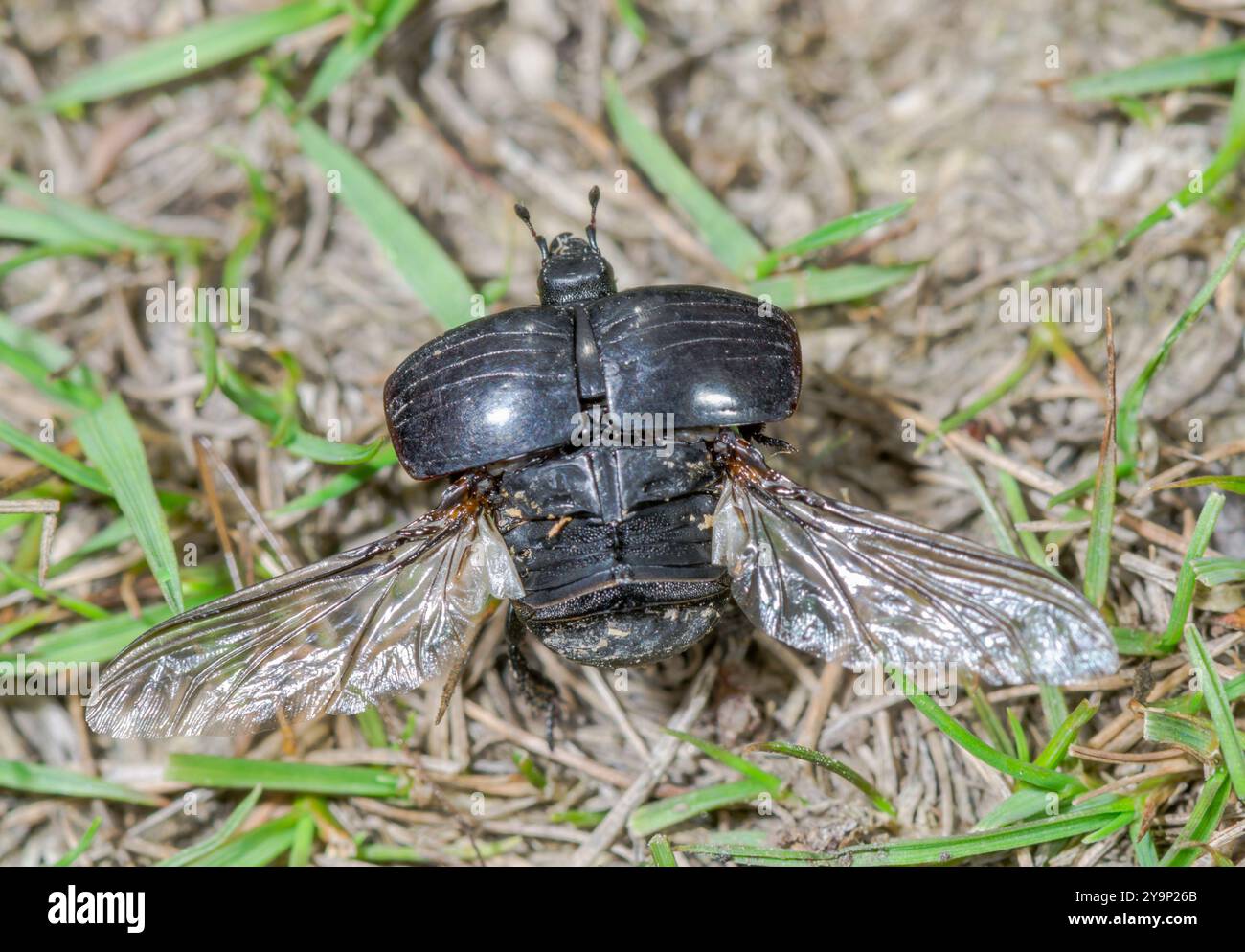 Common Clown Beetle taking flight (Hister unicolor). Histeridae. Sussex ...
