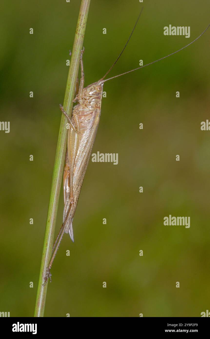 Extramacropterus Long winged Conehead BROWN form, Tettigoniidae ...