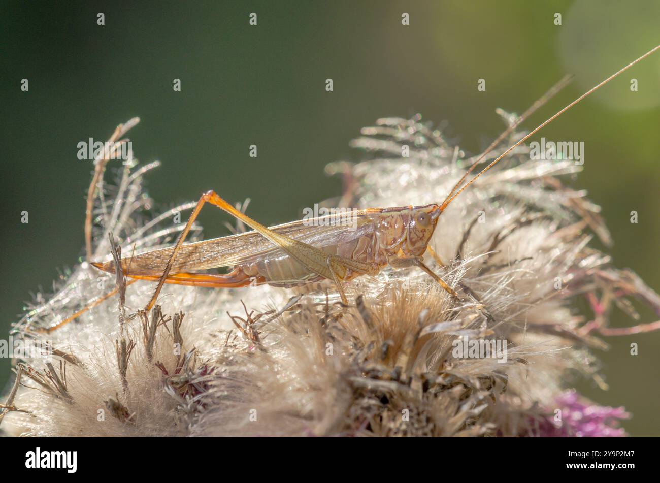 Extramacropterus Long winged Conehead BROWN form, Tettigoniidae ...