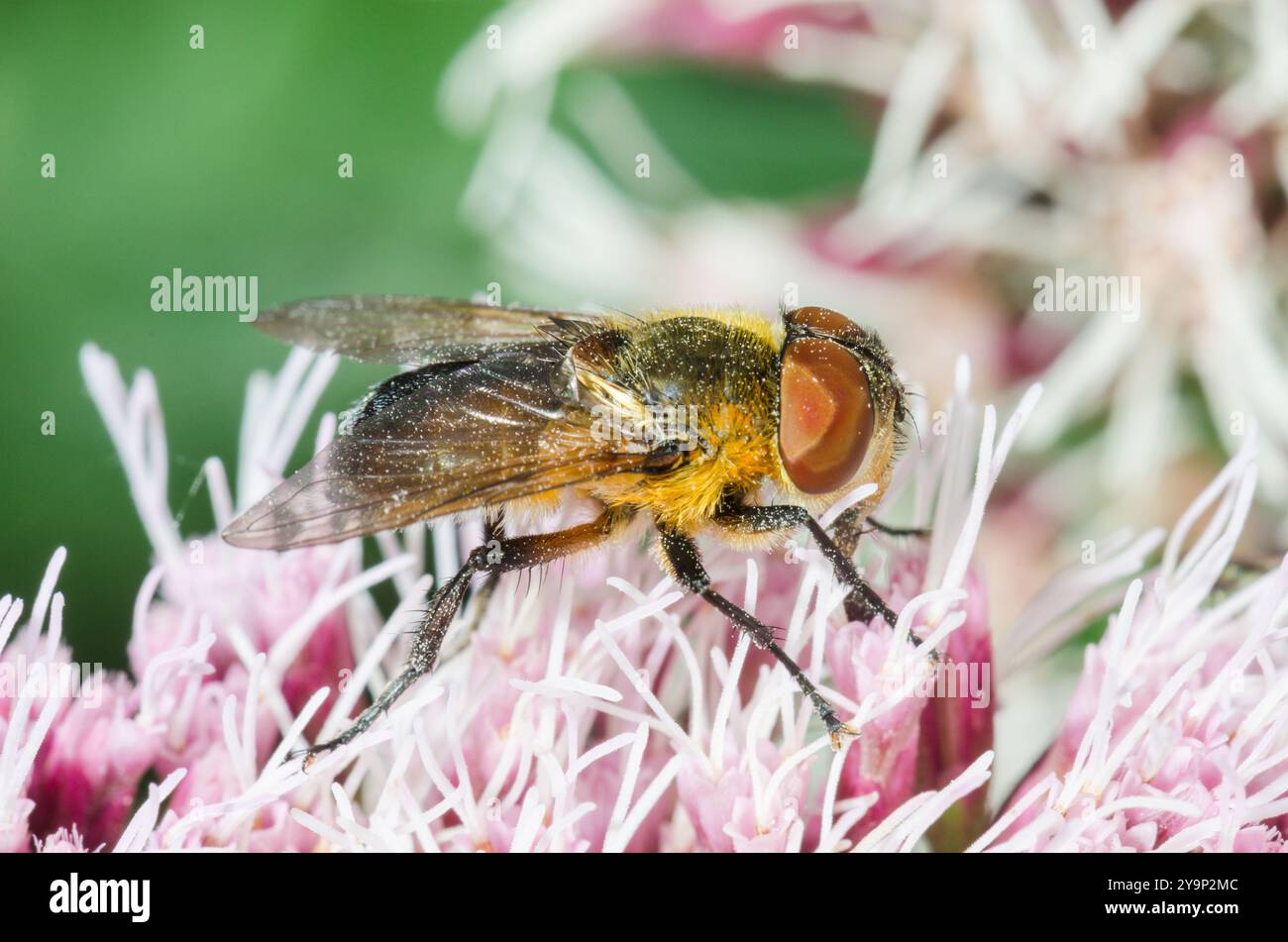 Hemiptera hi-res stock photography and images - Alamy