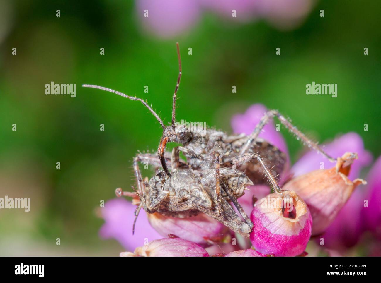 Sussex bugs hi-res stock photography and images - Alamy