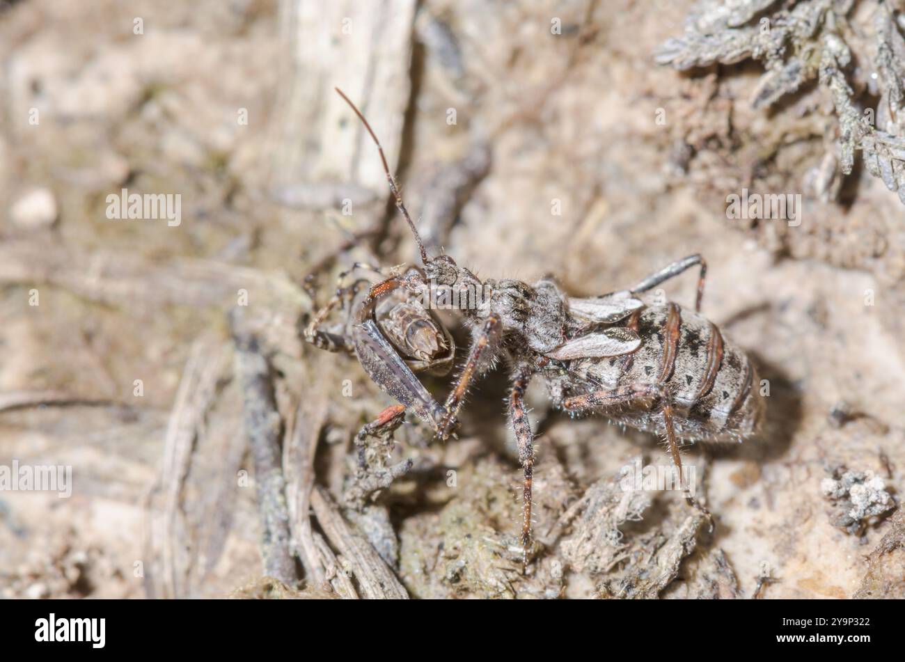 Heath Assassin Bug with Groundhopper prey (Coranus cf woodroffei ...
