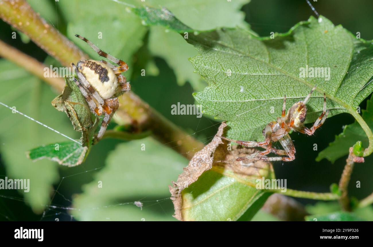 Male and Female Marbled Orb weaver Spider (Araneus marmoreus var ...