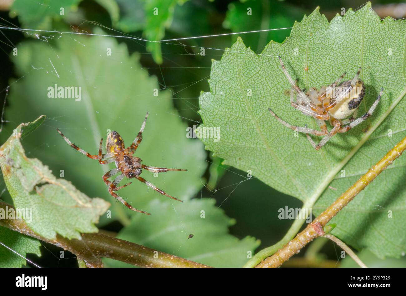Male and Female Marbled Orb weaver Spider (Araneus marmoreus var pyramidatus) on Birch ...