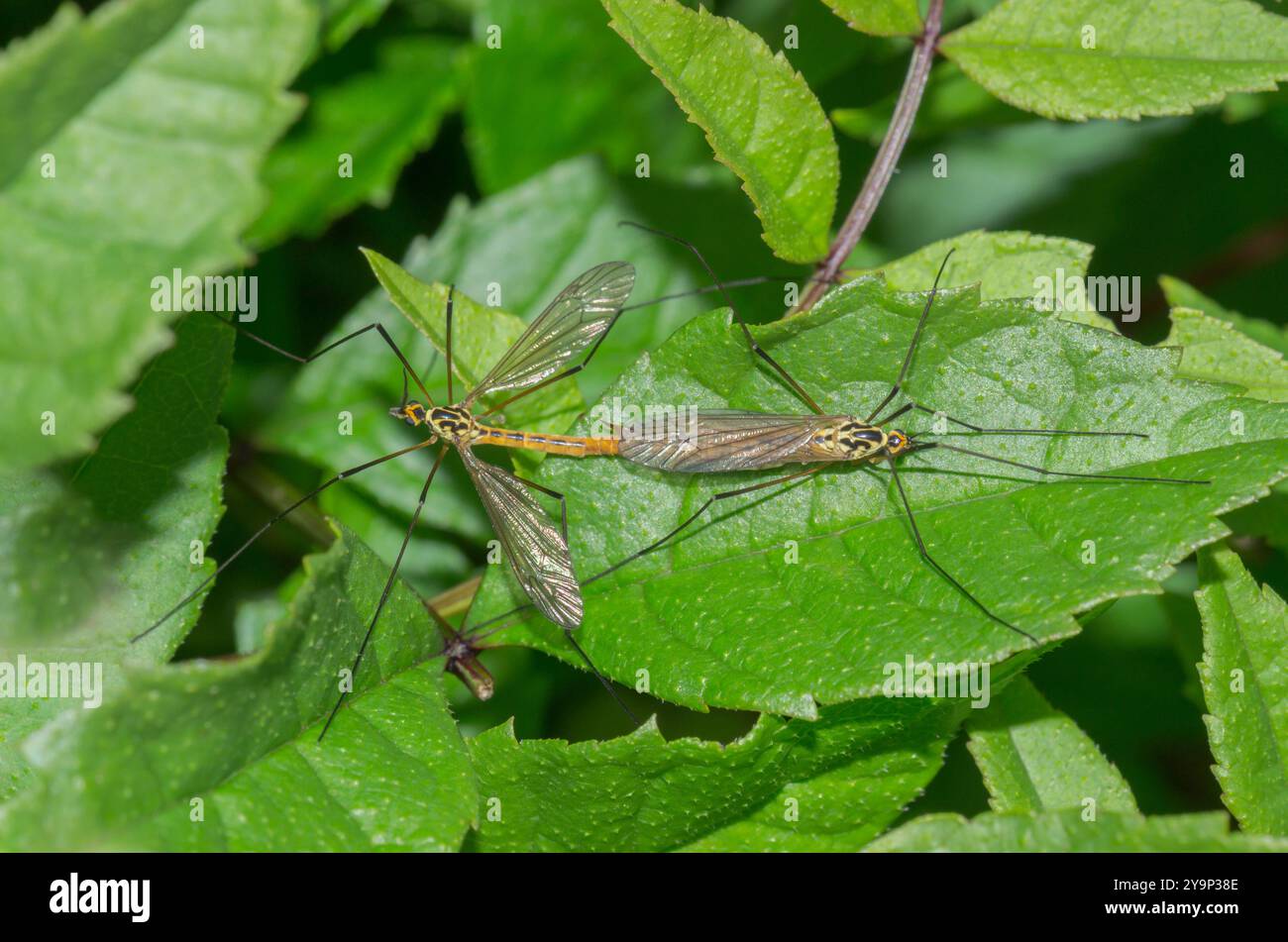 Pair of Tiger Craneflies mating (Nephrotoma flavescens), Tipulidae. Sussex, UK Stock Photo - Alamy