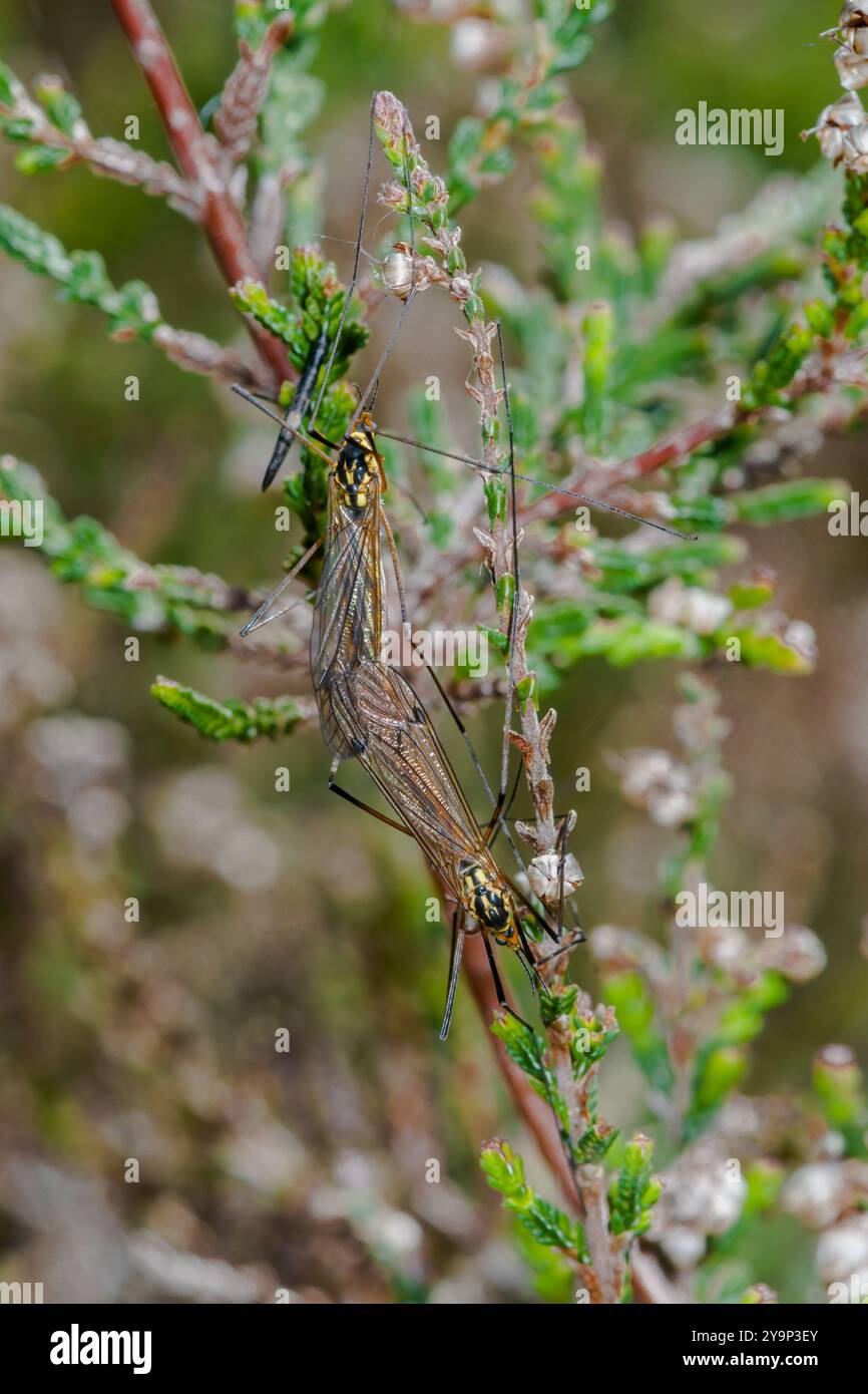 Pair of very rare Sussex Tiger Craneflies (Nephrotoma sullingtoniensis ...