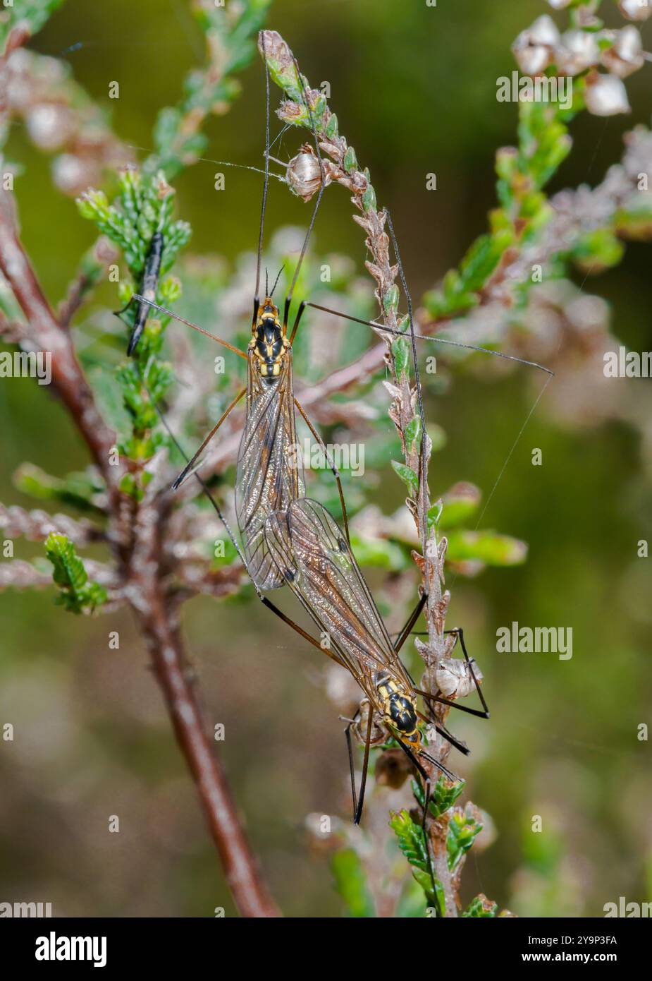 Pair of very rare Sussex Tiger Craneflies (Nephrotoma sullingtoniensis ...