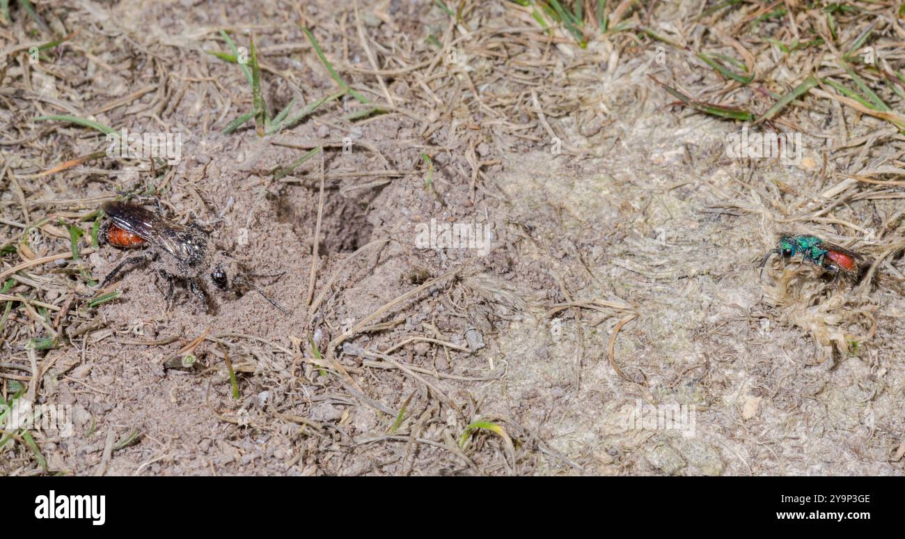 Ruby tailed or Cuckoo Wasp with host Astata boops at nest entrance ...