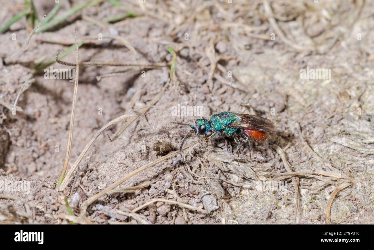 Ruby tailed or Cuckoo Wasp near host Astata boops nest (Hedychridium ...