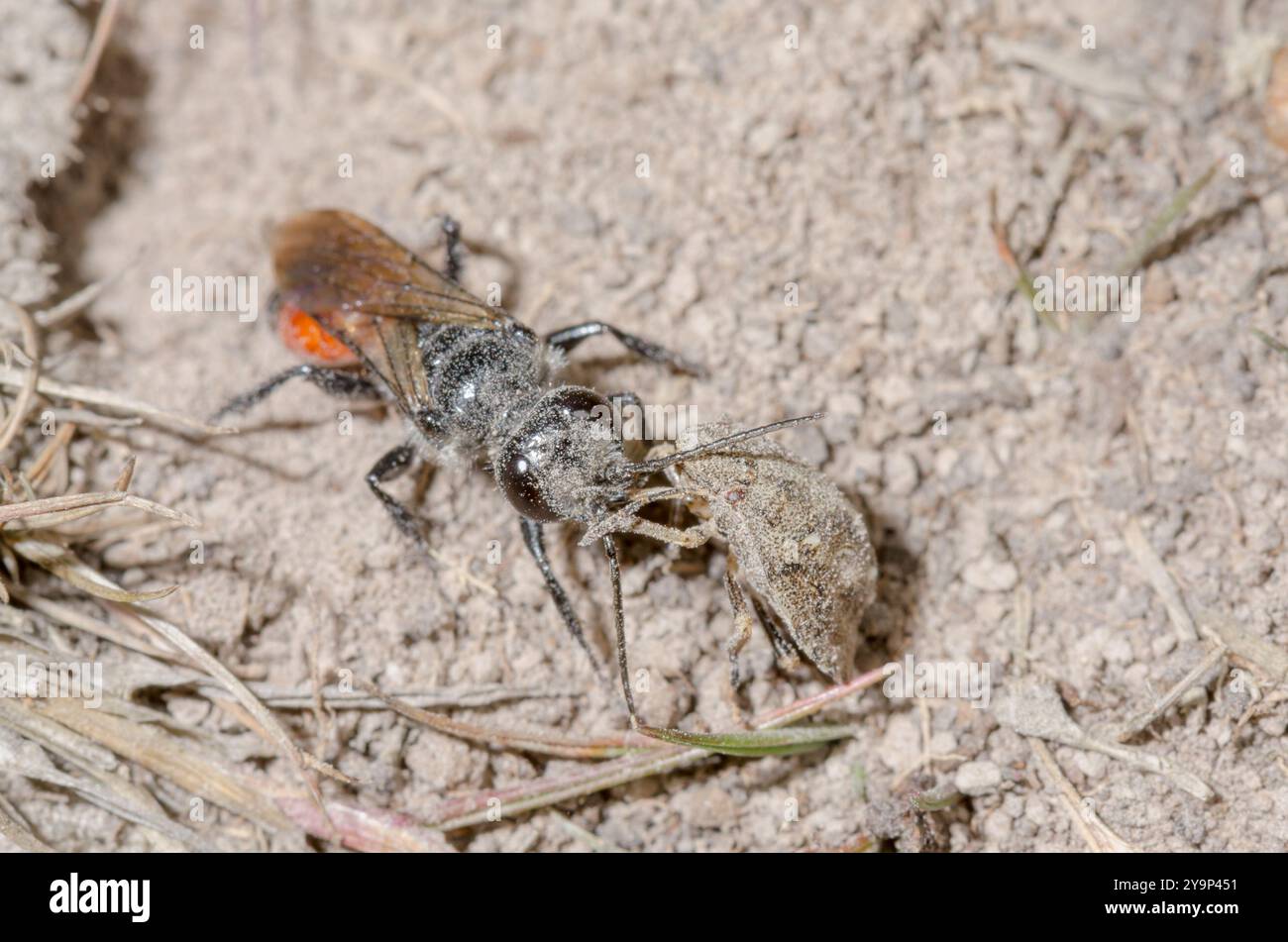 Female Shieldbug Stalker Wasp (Astata boops) with Pentatomid prey ...