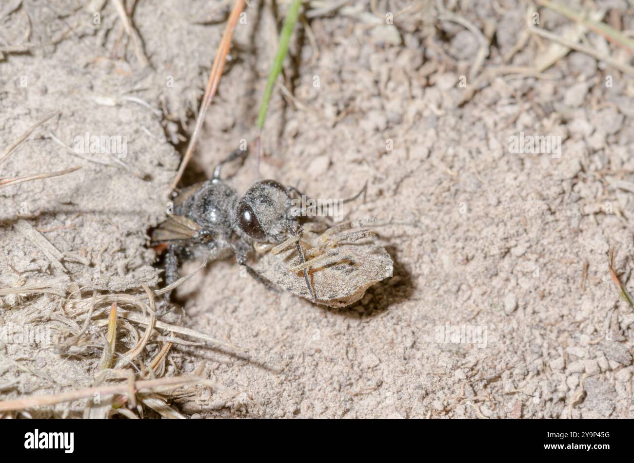 Female Shieldbug Stalker Wasp (Astata boops) with Pentatomid prey ...
