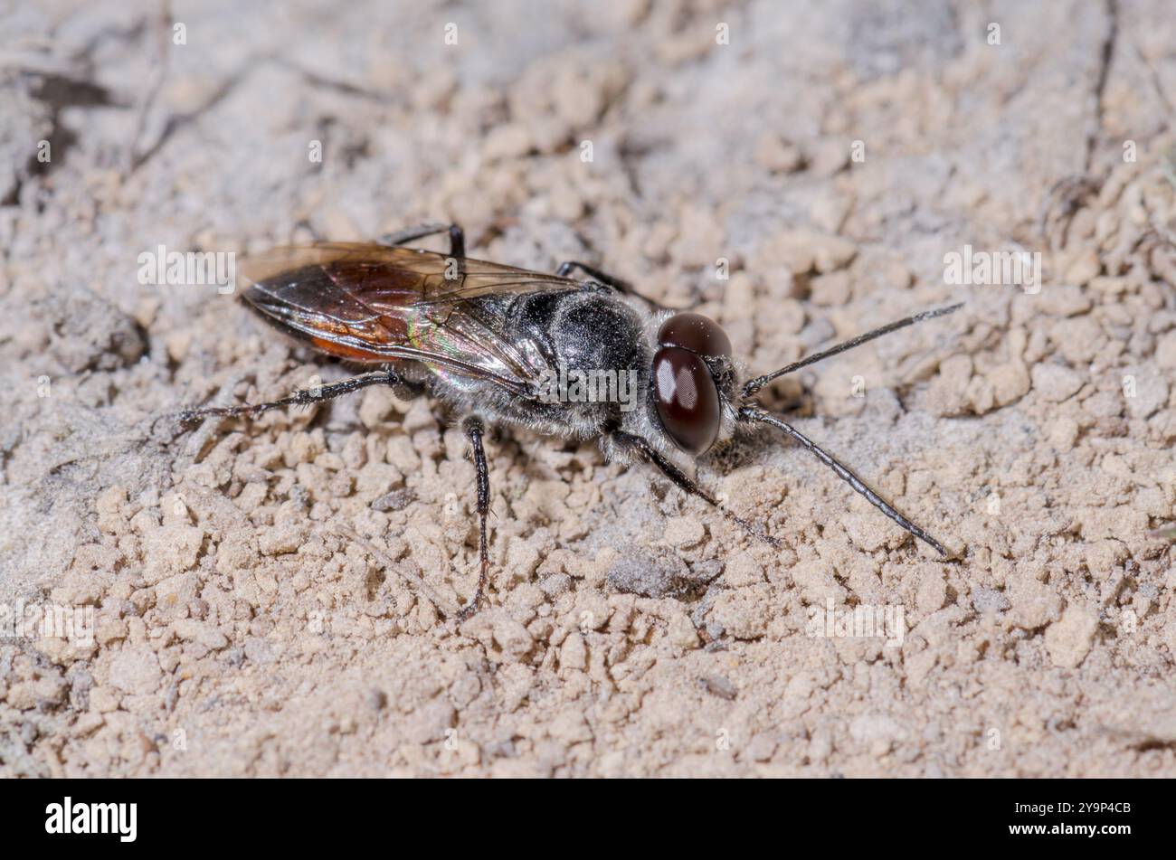 Shieldbug stalker hi-res stock photography and images - Alamy