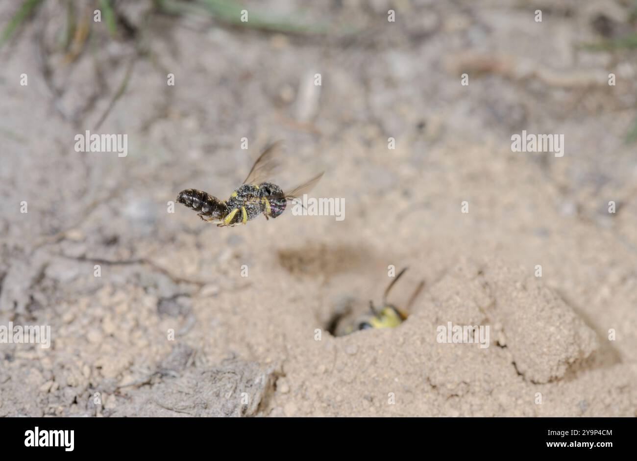 Solitary Digger Wasp flying over host wasp in its burrow (Lindenius ...
