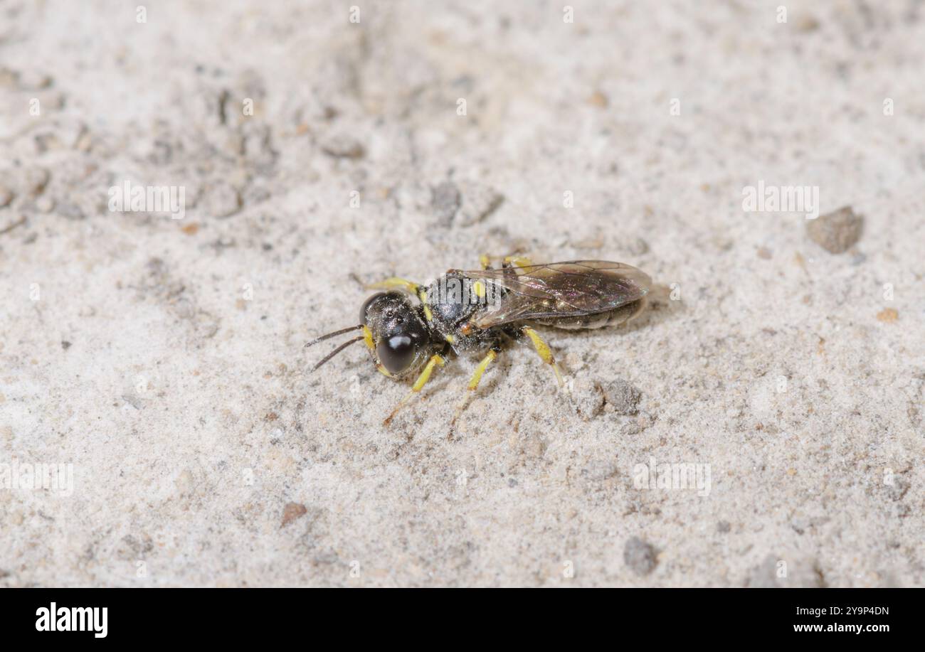 Lindenius panzeri hi-res stock photography and images - Alamy