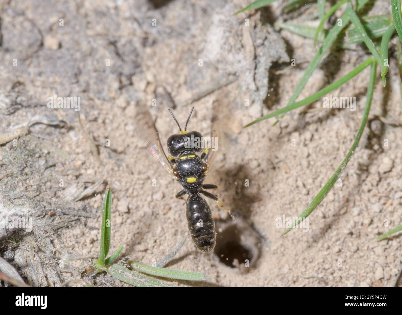 Solitary Digger Wasp emerging from host burrow (Lindenius panzeri ...