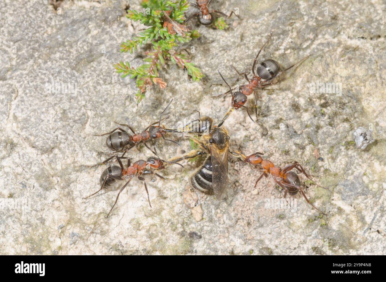 Southern Wood Ants (Formica rufa) dragging Solitary Bee prey ...