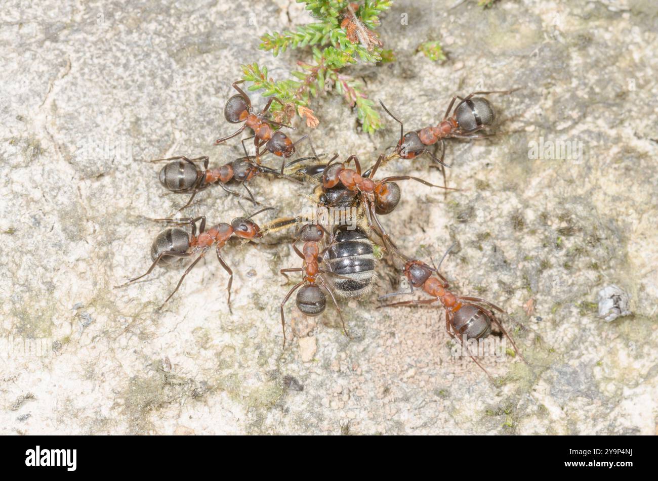 Southern Wood Ants (Formica rufa) dragging Solitary Bee prey ...