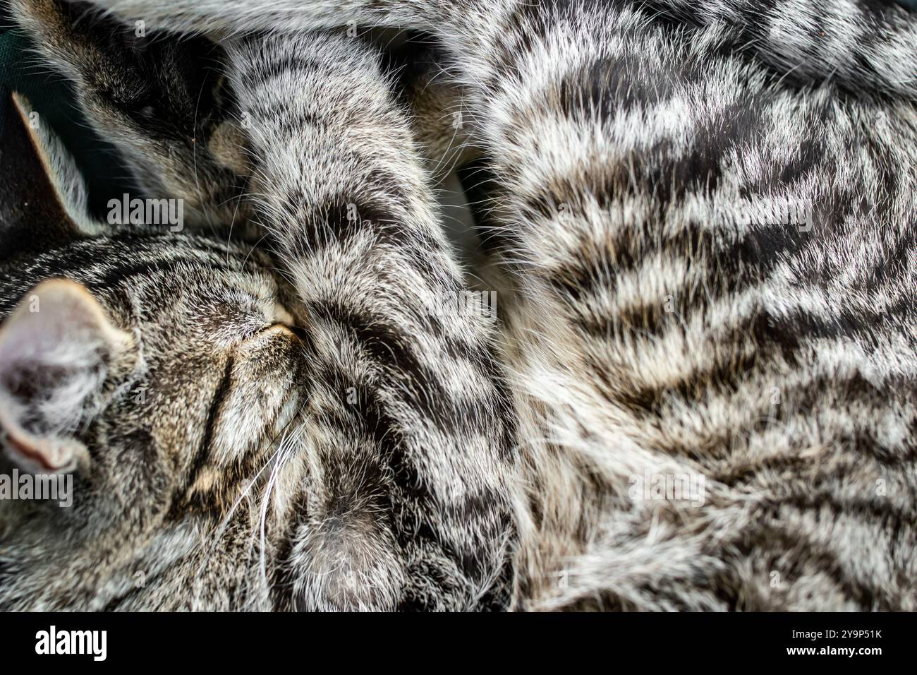 Tabby fur texture hi-res stock photography and images - Alamy