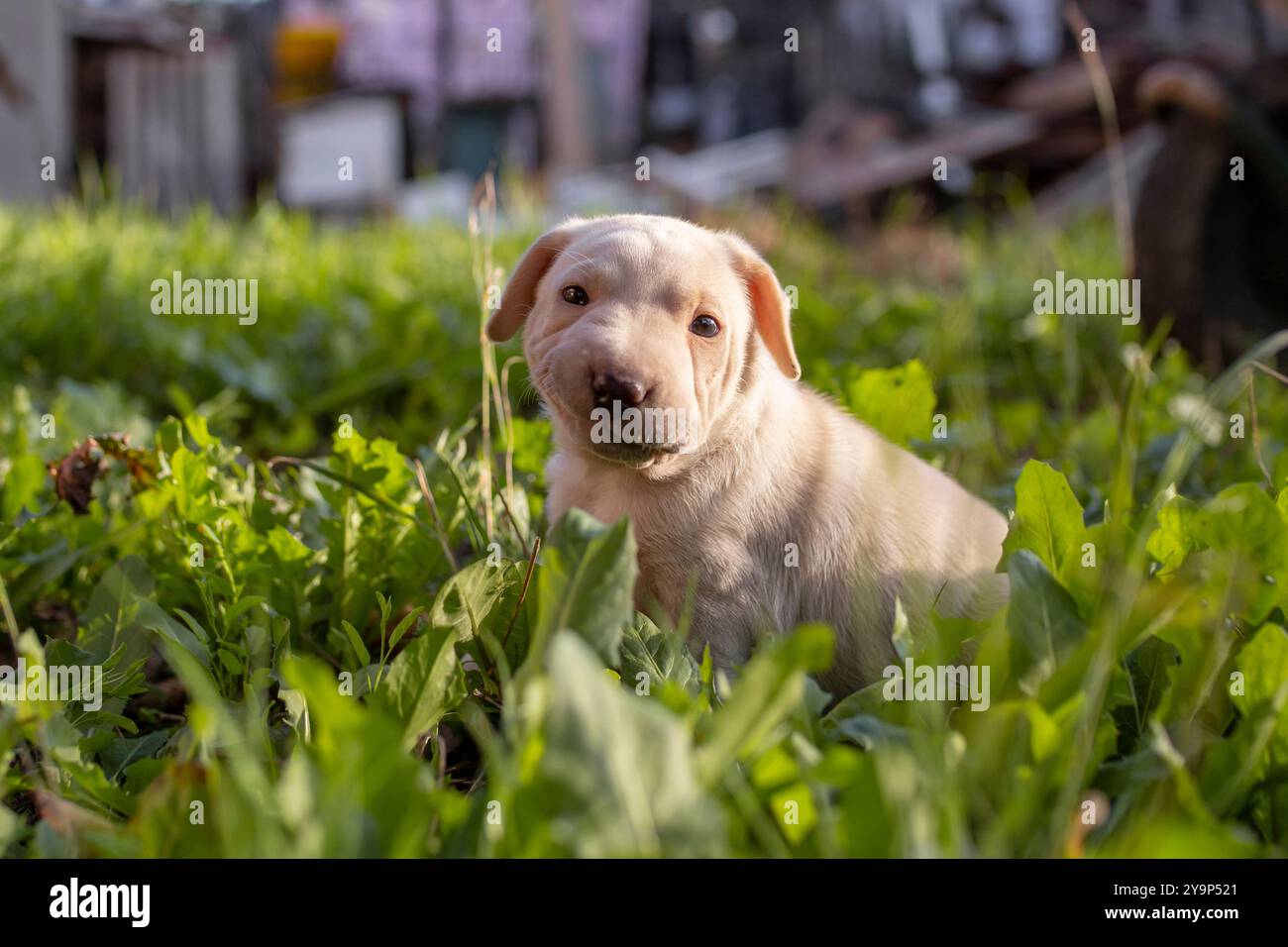 Funny face of a small beige puppy dog, standing in the garden grass ...