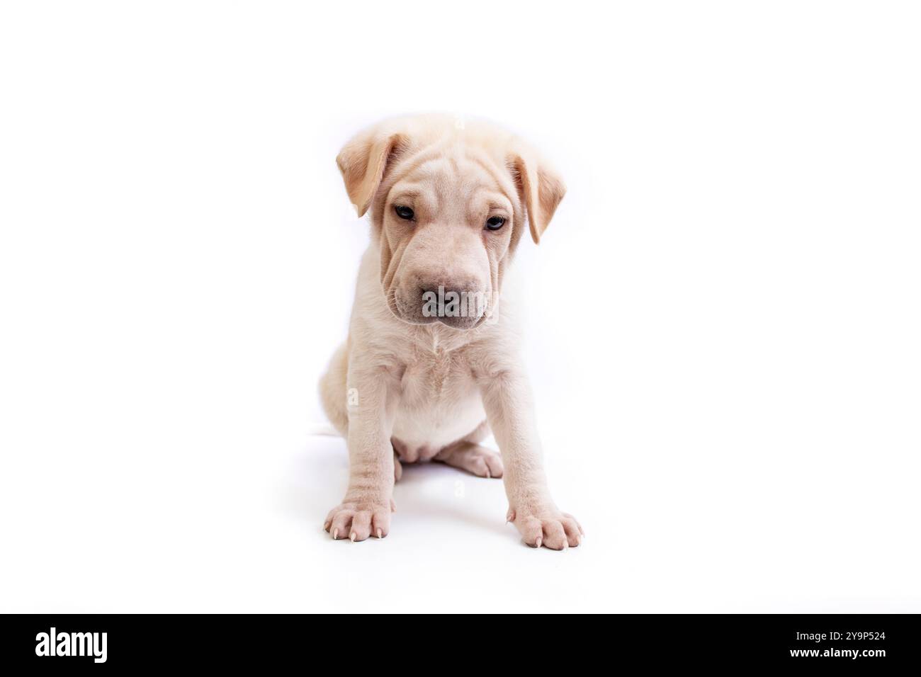 Adorable big head puppy with short hair, sitting, isolated on white ...