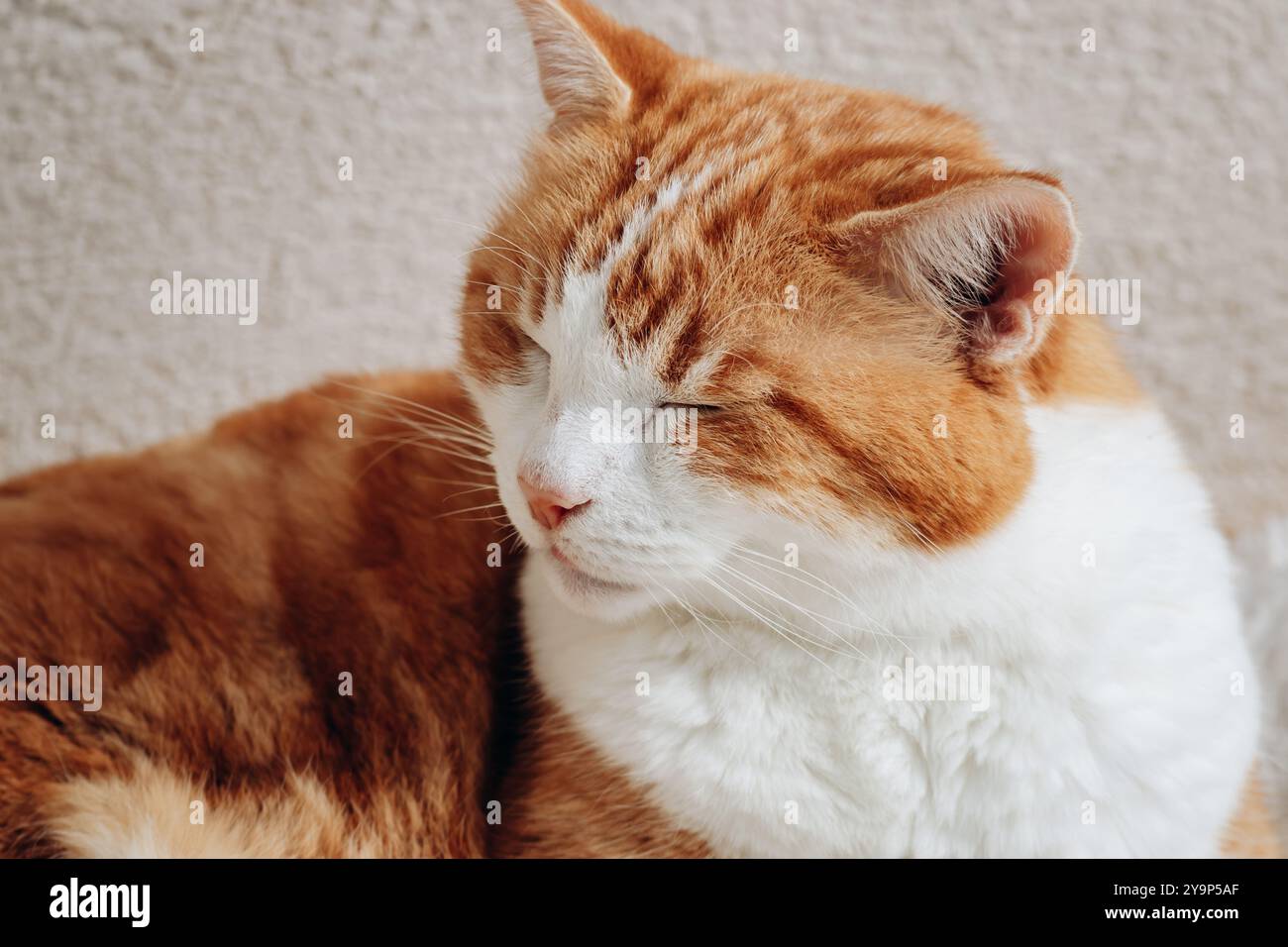 Fat ginger cat hi-res stock photography and images - Alamy