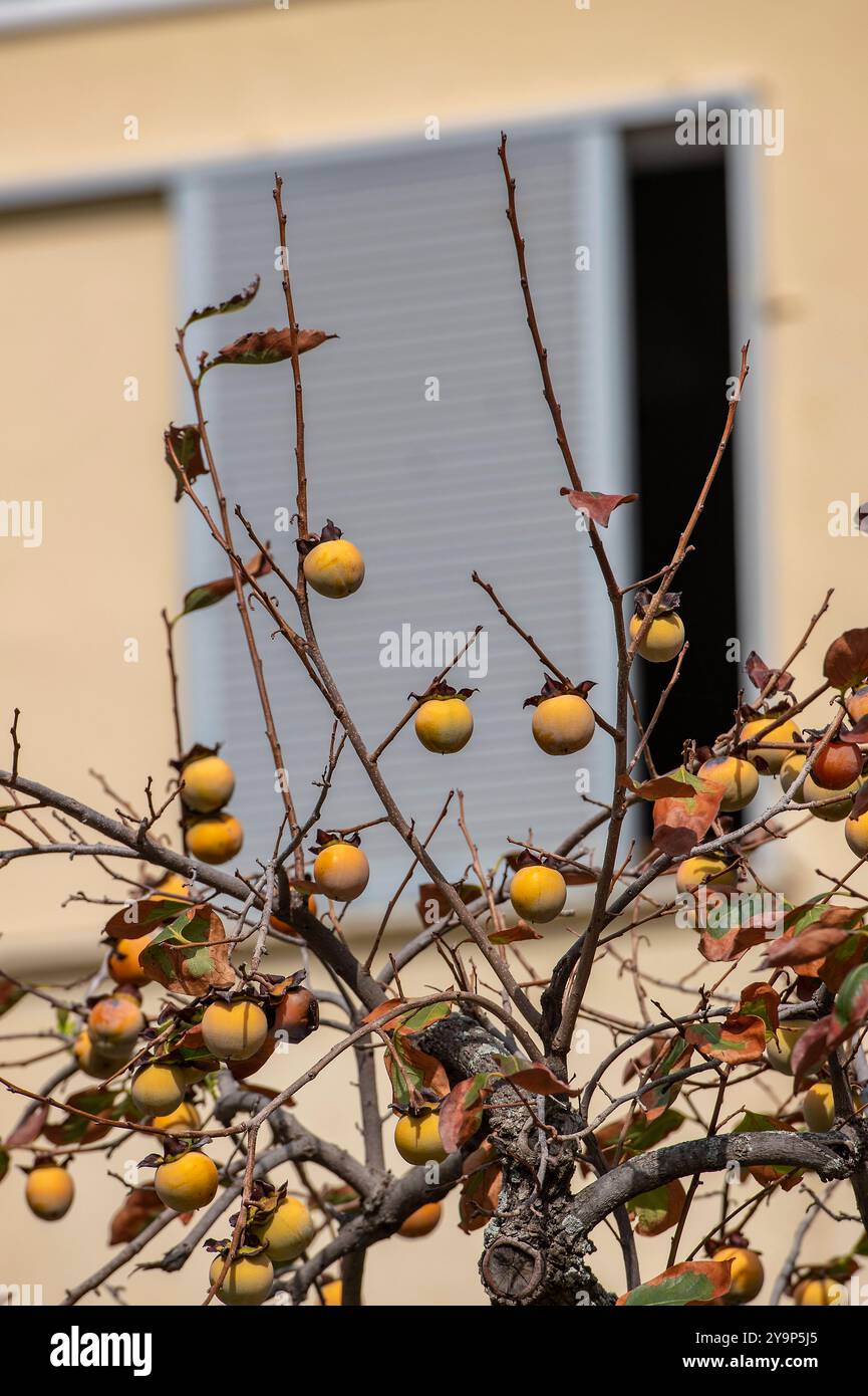 Transitionaing hi-res stock photography and images - Alamy