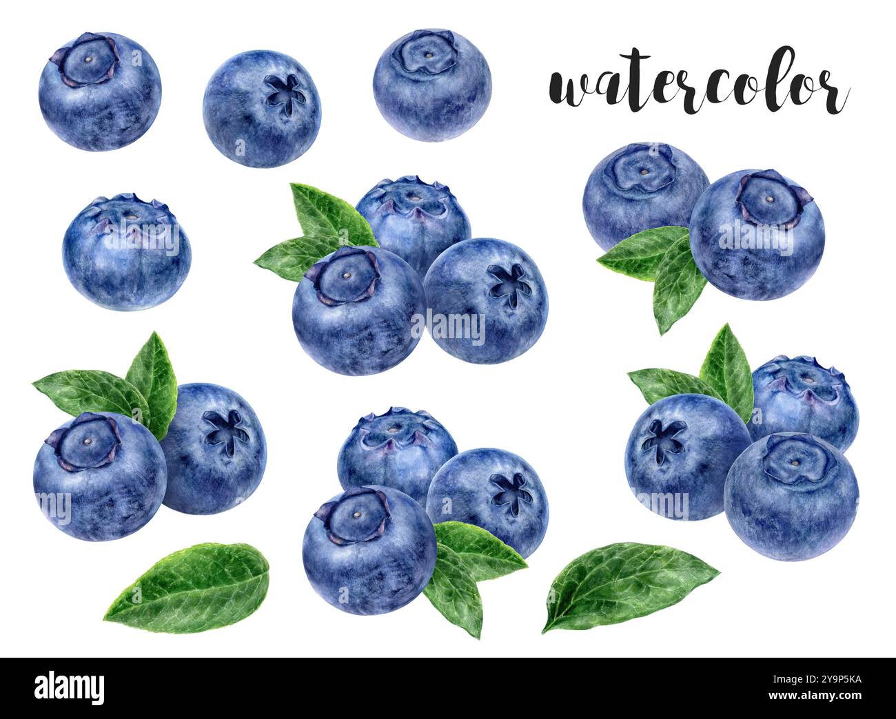Hand-Painted Watercolor Blueberry Botanical Illustration Stock Photo ...