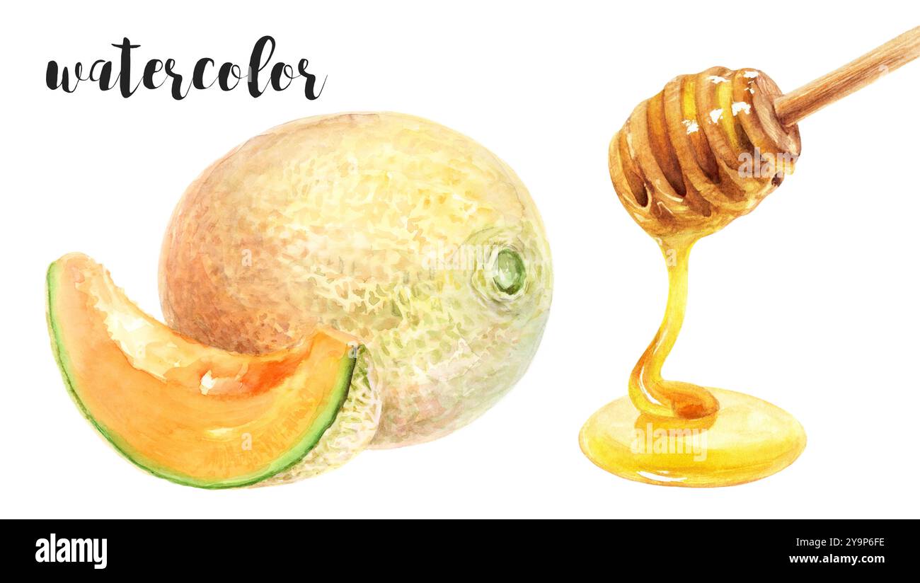Hand-Painted Watercolor Honey Dipper and Melon Botanical Illustration ...