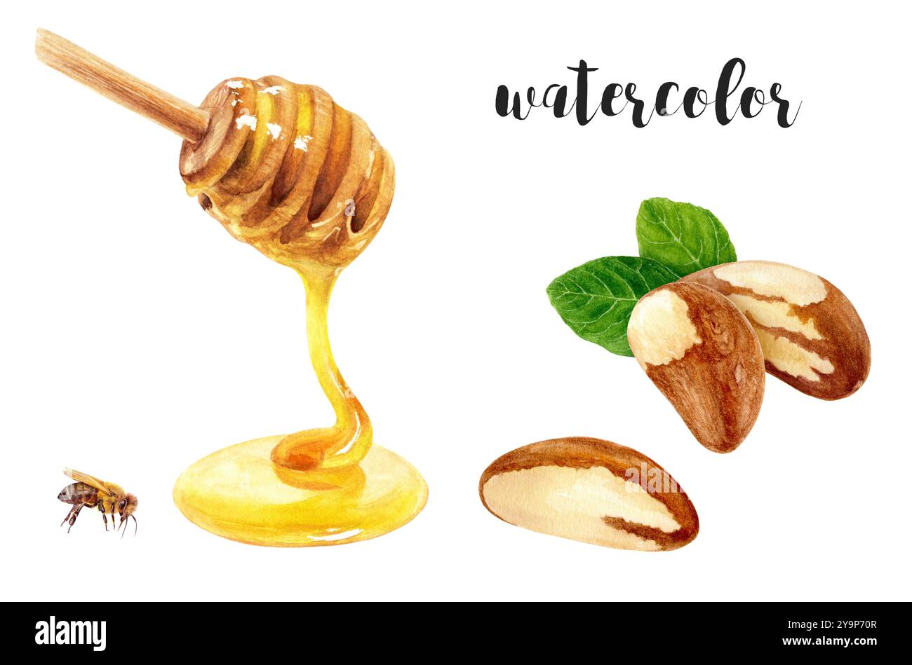 Hand-Painted Watercolor Honey Dipper and Brazil Nut Botanical ...