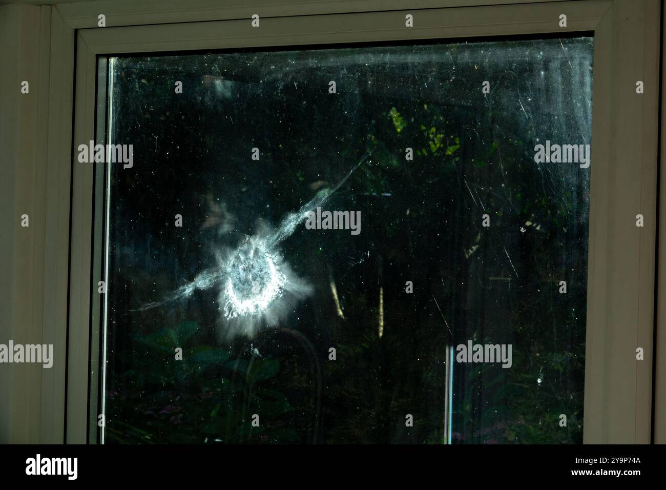 Pigeon , bird has flown into the glass, mark on window after Stock ...