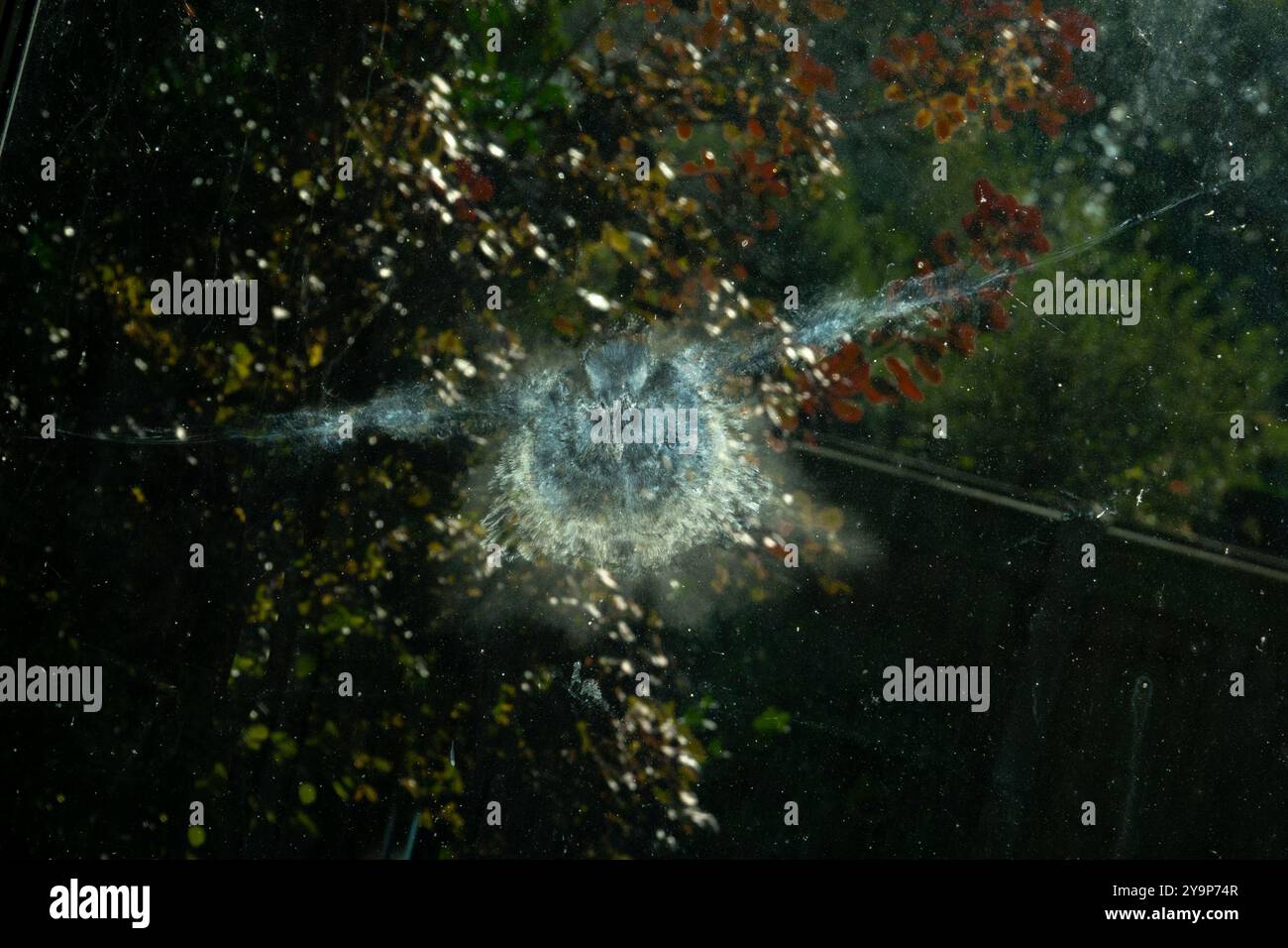 Pigeon , bird has flown into the glass, mark on window after Stock ...