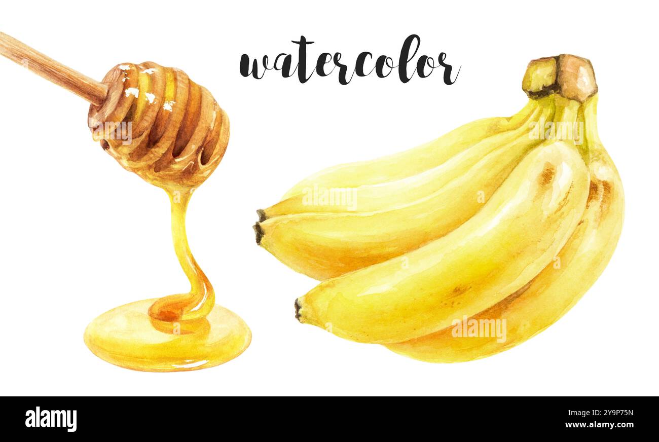 Hand-Painted Watercolor Honey Dipper and Bananas Botanical Illustration ...