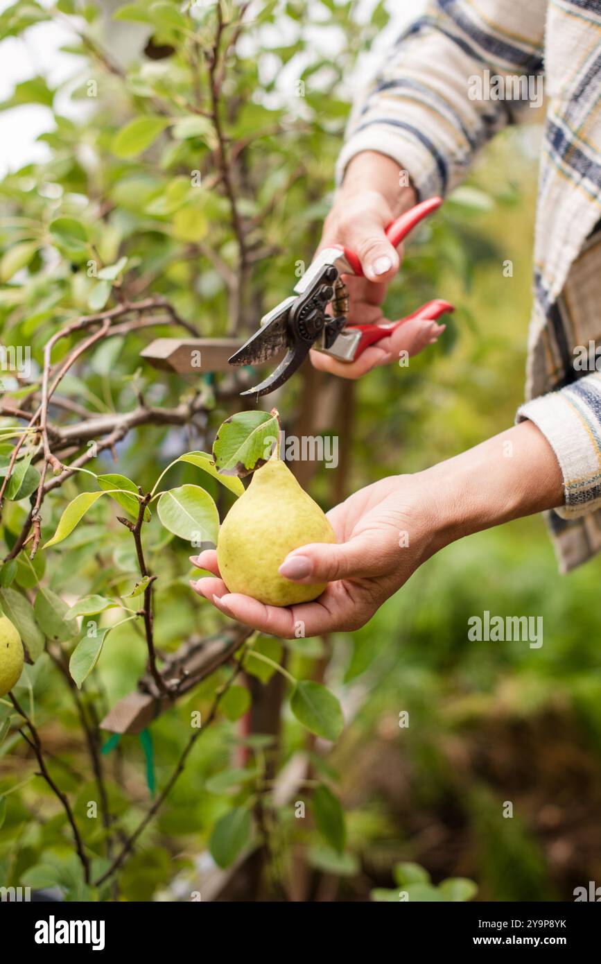 Pruning pear tree autumn hi-res stock photography and images - Alamy